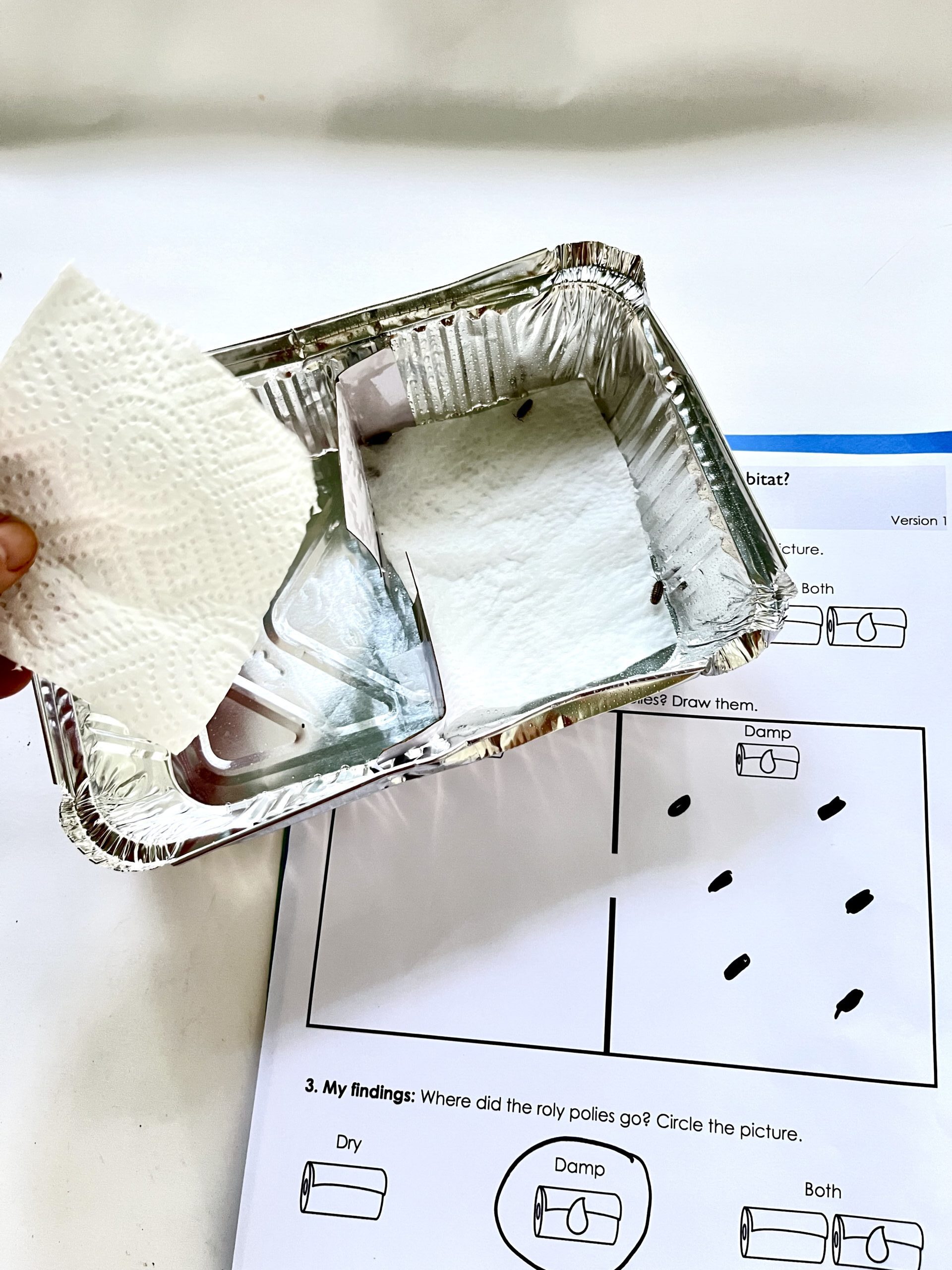 Engage Your Students with Fun Roly Poly Experiments!