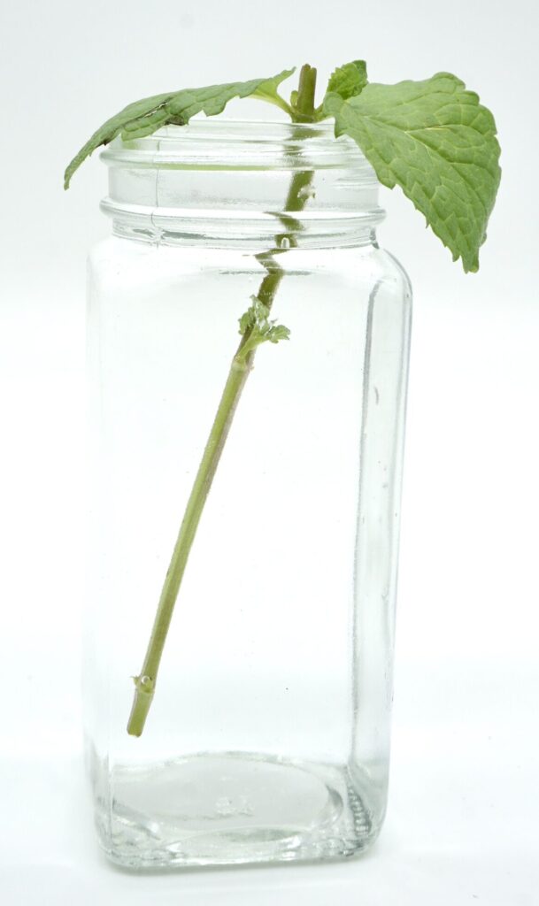 Grow Mint in Water: Easy Preschool Science Activity