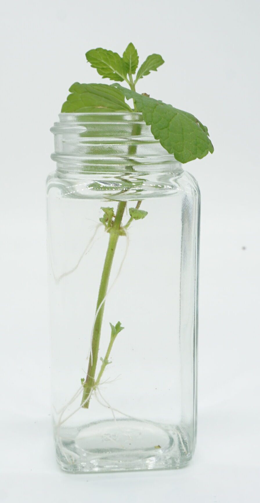 Grow Mint in Water: Easy Preschool Science Activity