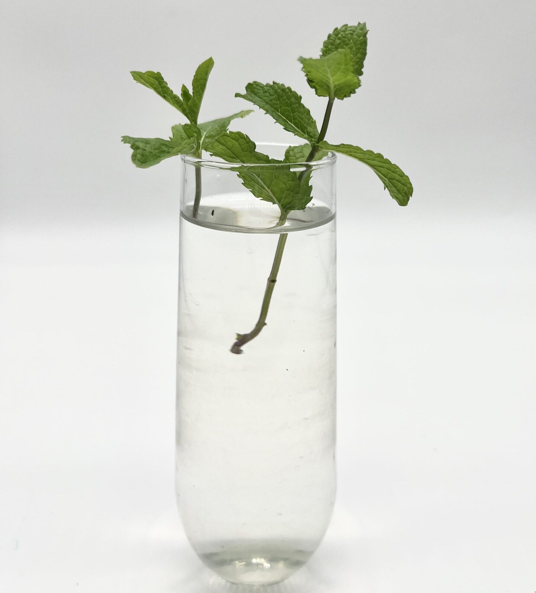 Grow Mint in Water: Easy Preschool Science Activity
