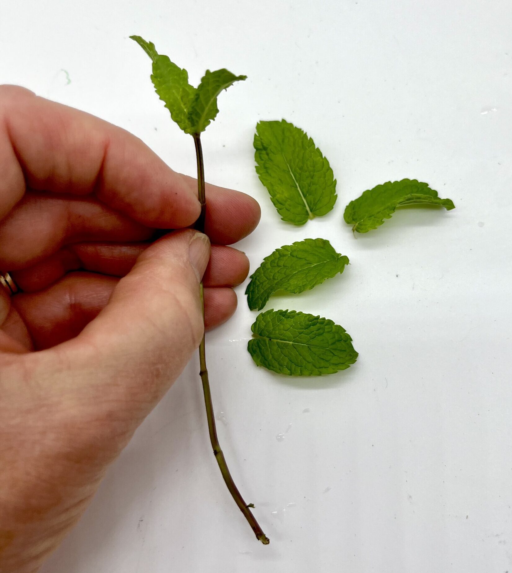 Grow Mint in Water: Easy Preschool Science Activity