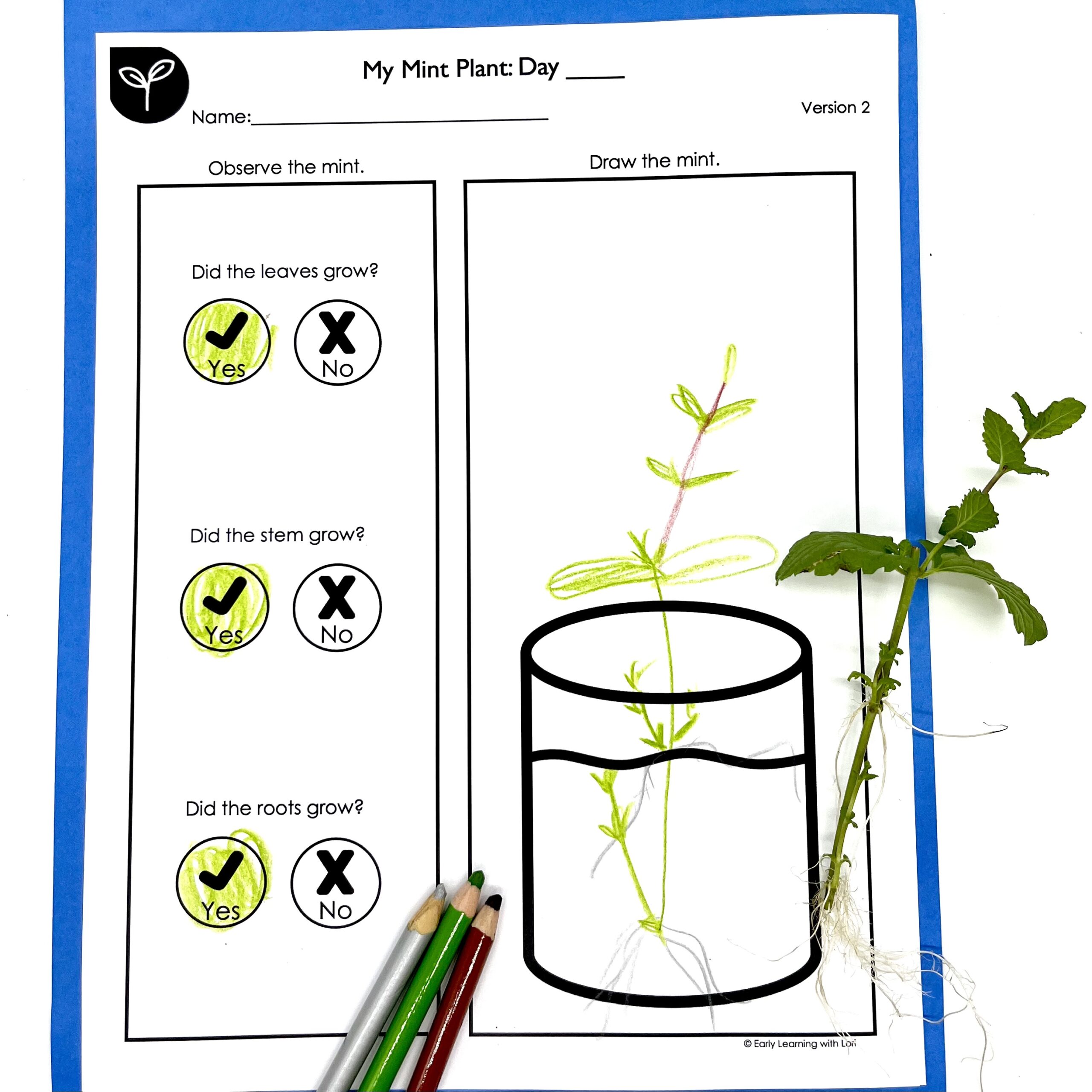 Grow Mint in Water: Easy Preschool Science Activity