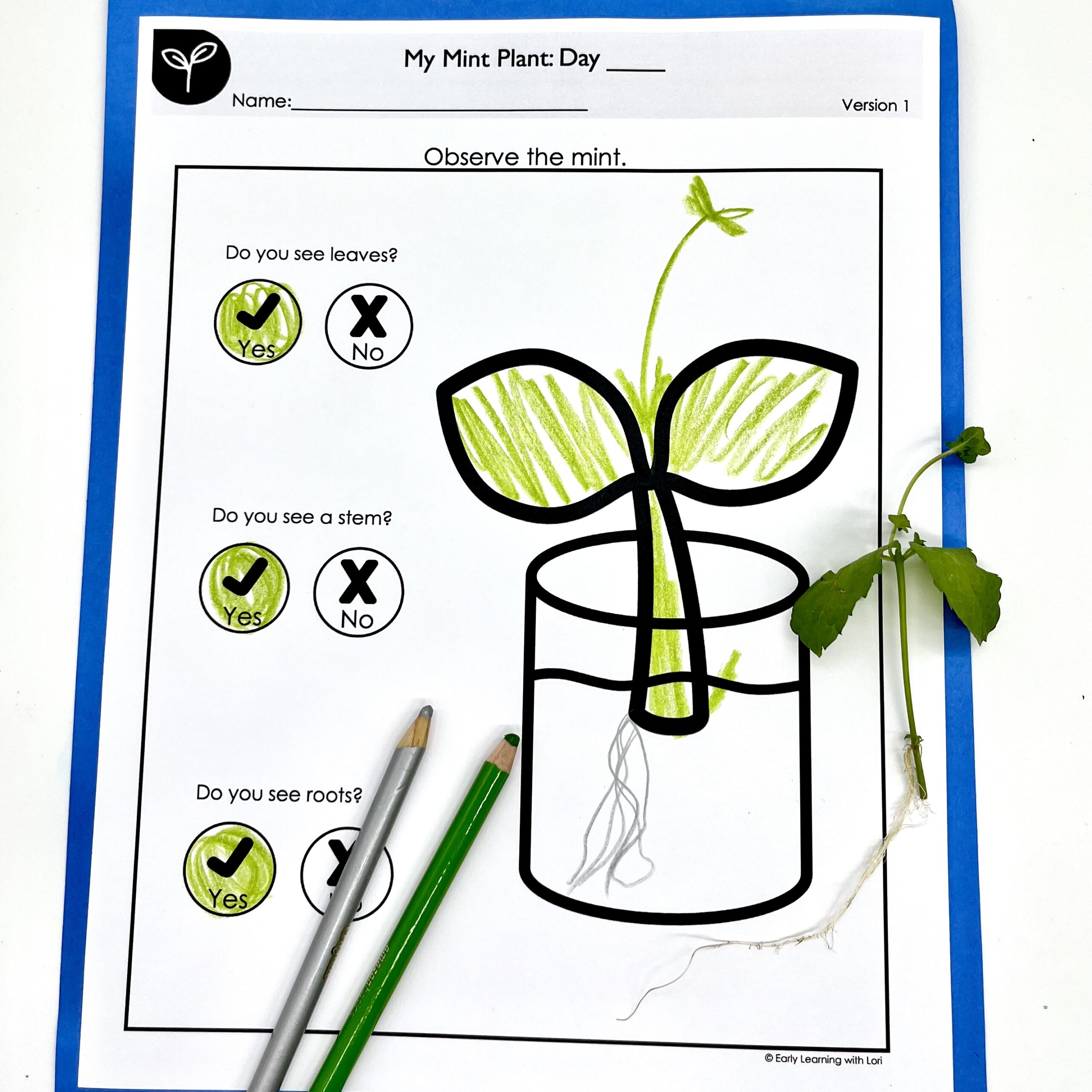 Grow Mint in Water: Easy Preschool Science Activity