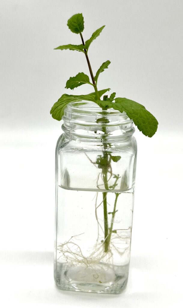 Grow Mint in Water: Easy Preschool Science Activity