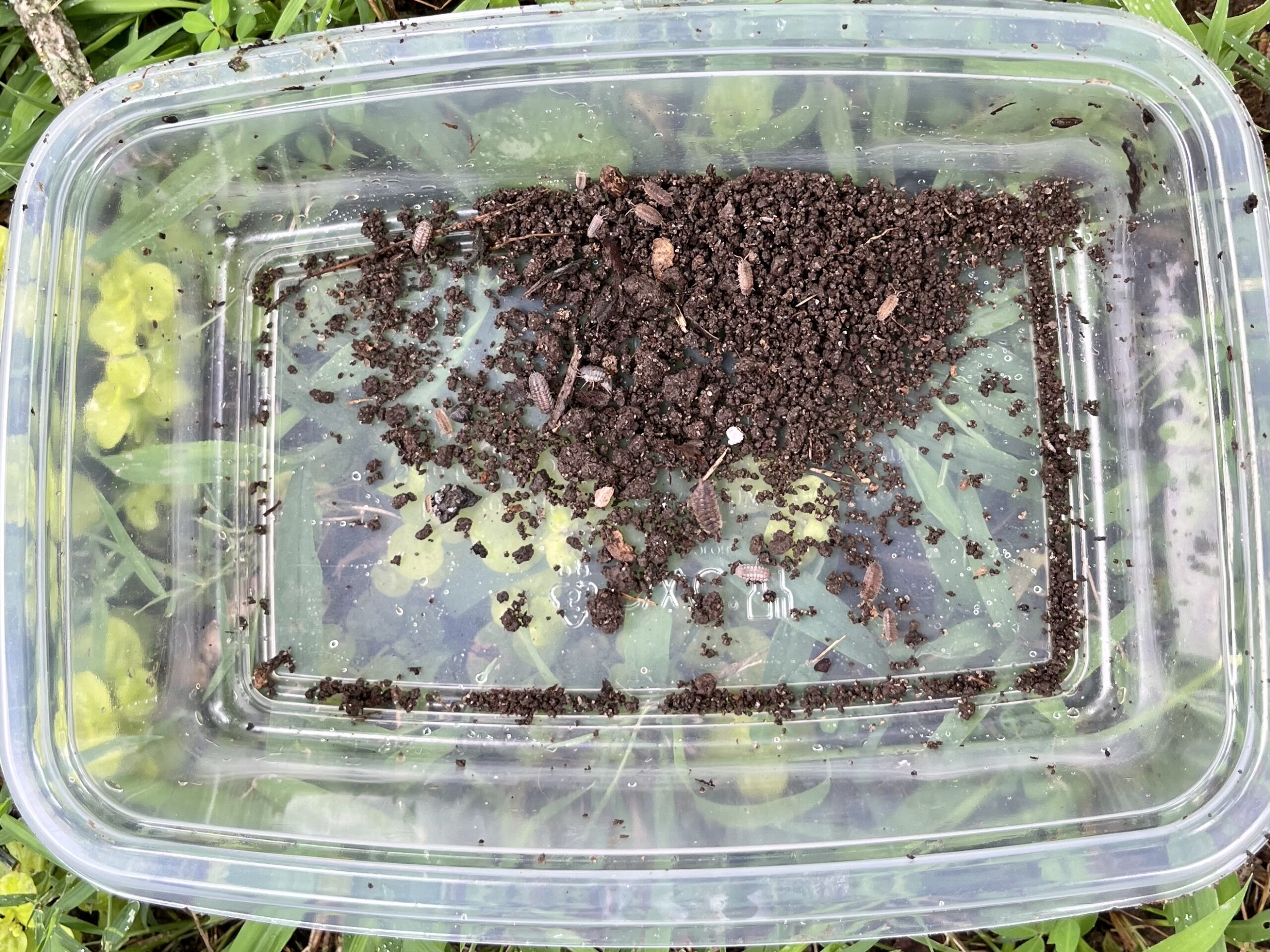 Engage Your Students with Fun Roly Poly Experiments!