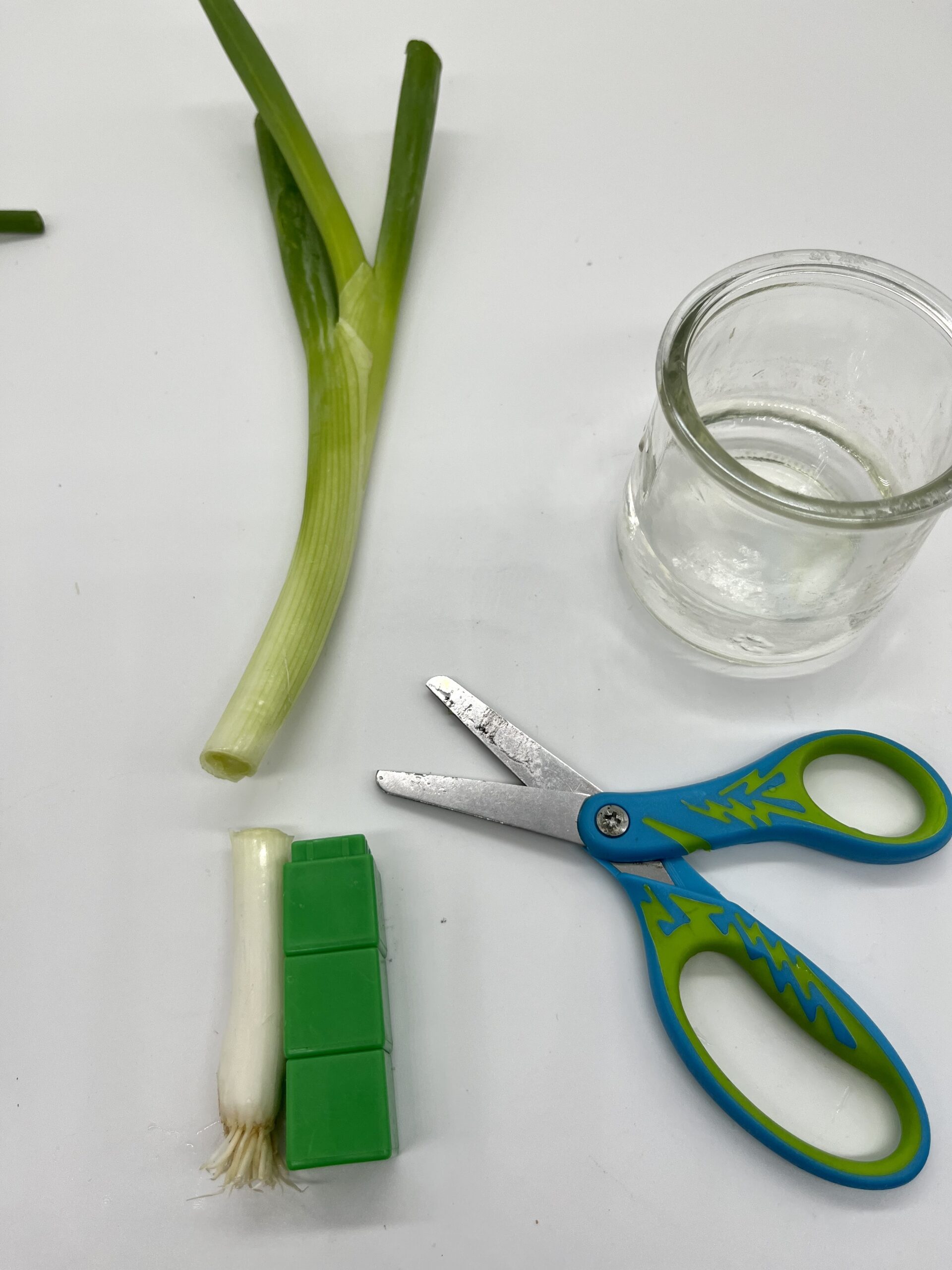 Regrowing Green Onions: Easy Preschool STEM Activity
