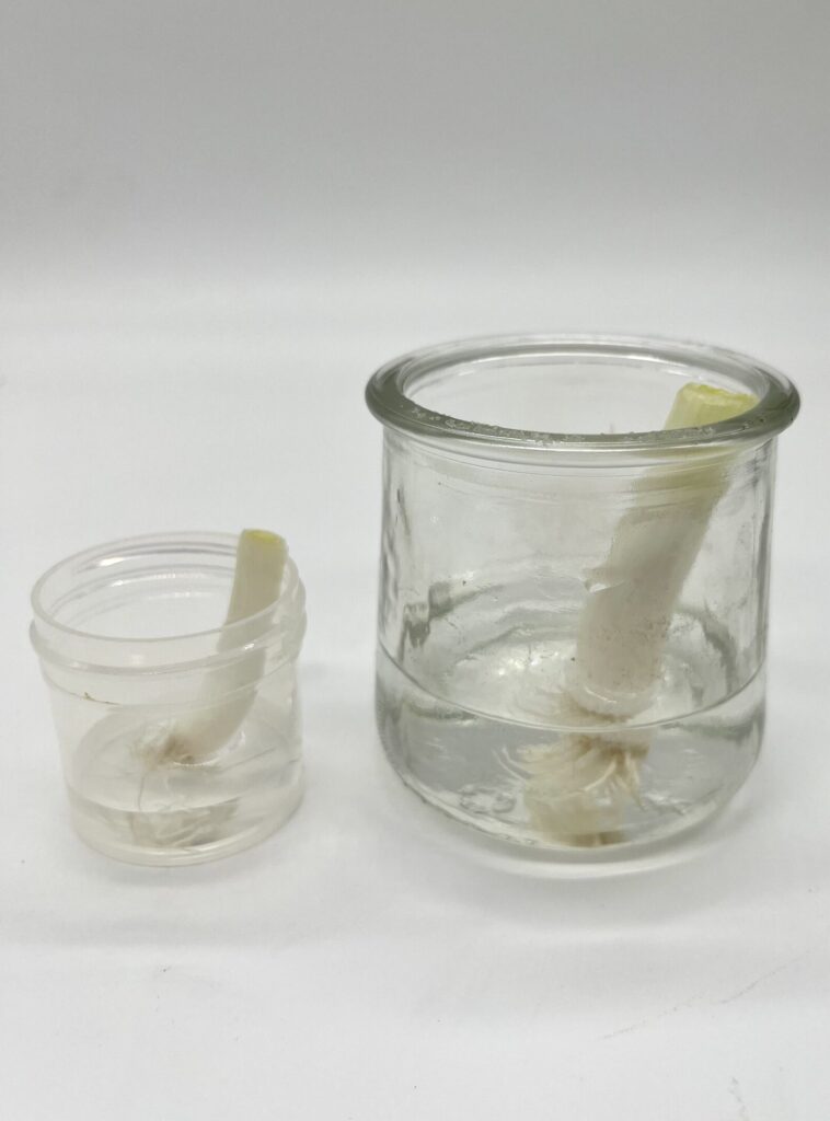 Regrowing Green Onions: Easy Preschool STEM Activity
