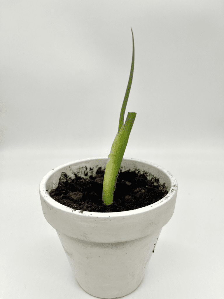 Regrowing Green Onions: Easy Preschool STEM Activity