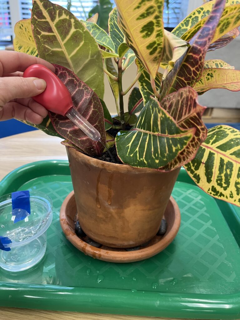 Pipettes in Preschool: Fun Science and Fine-Motor Activities