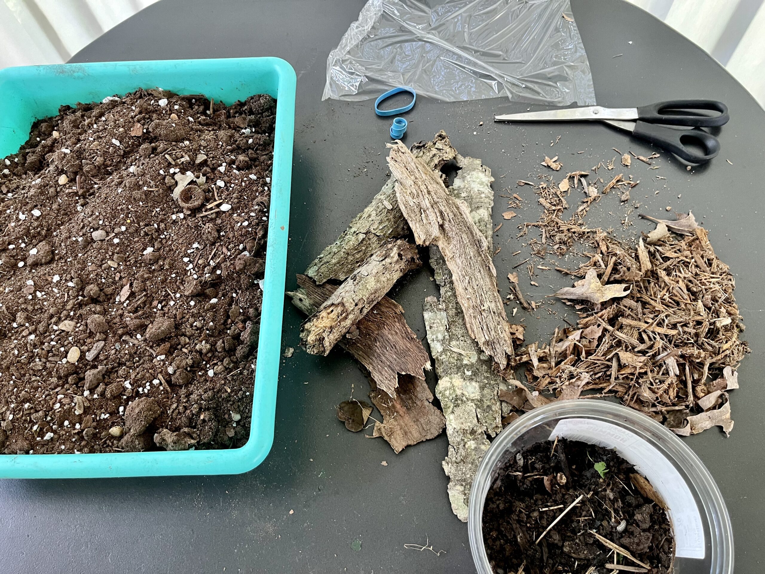 Create a Classroom Roly Poly Habitat: Easy STEM Project