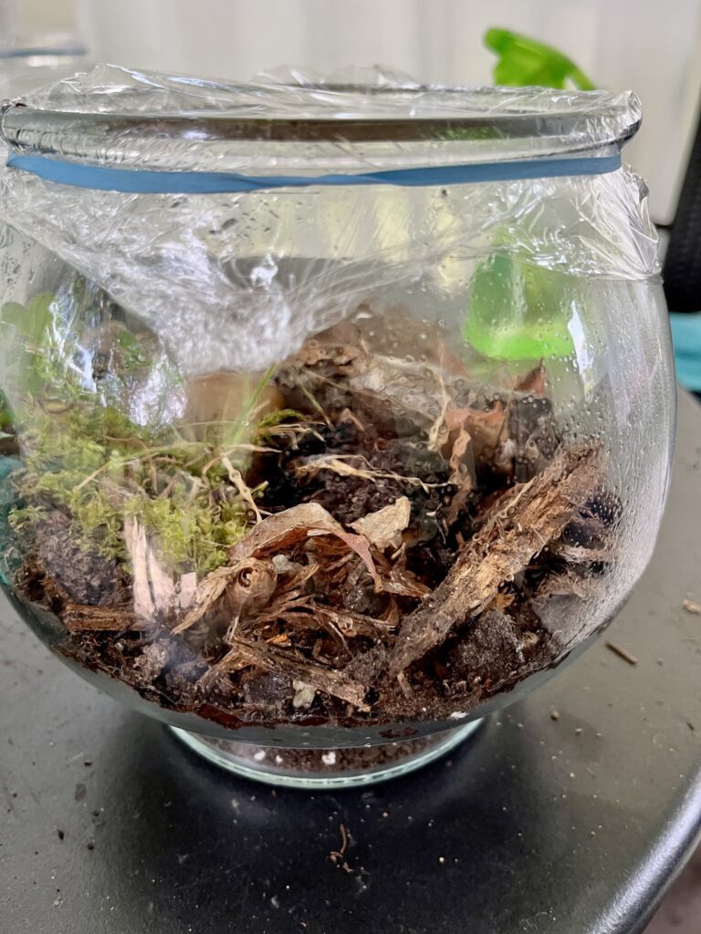 Create a Classroom Roly Poly Habitat: Easy STEM Project