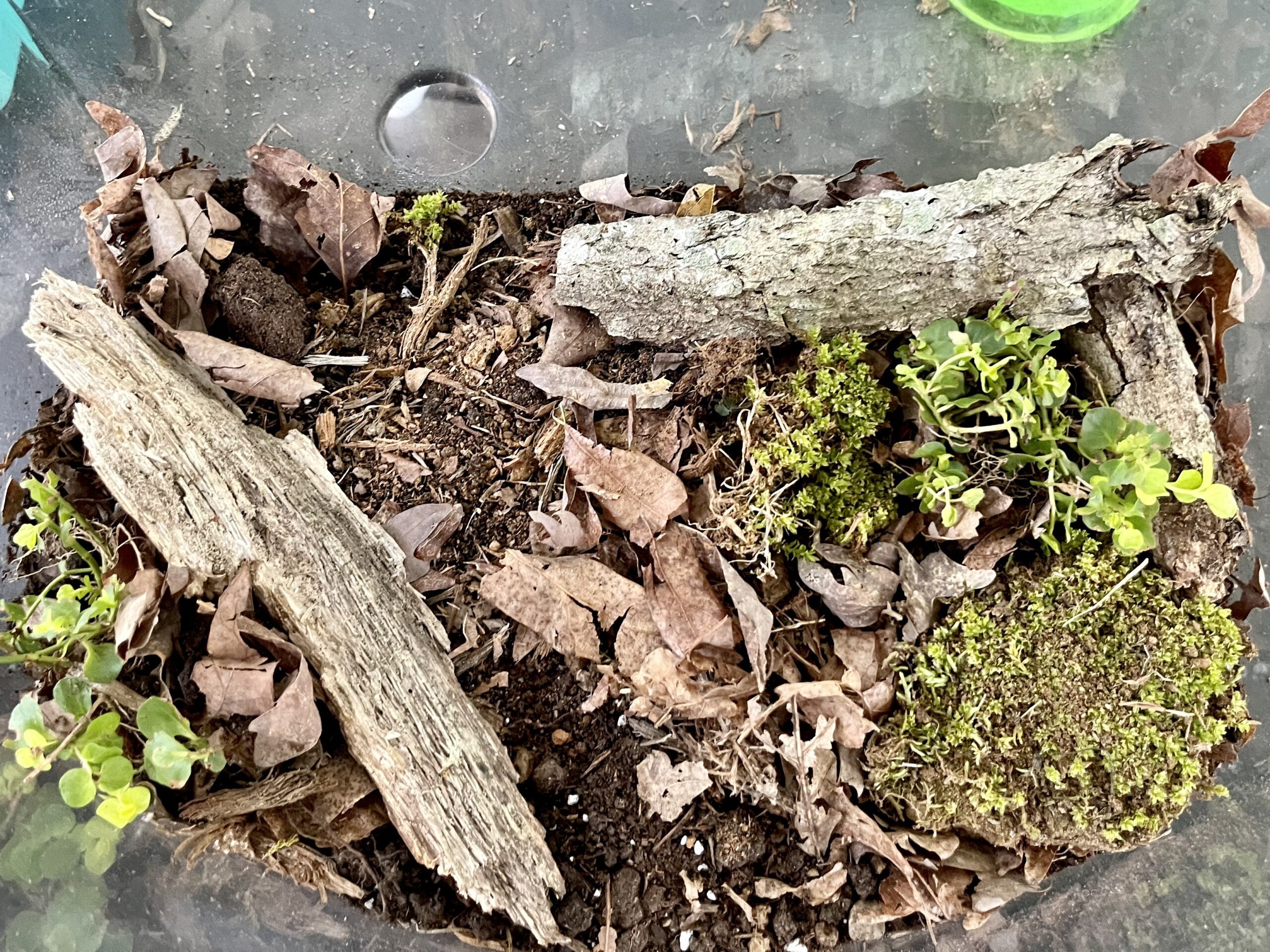 Create a Classroom Roly Poly Habitat: Easy STEM Project