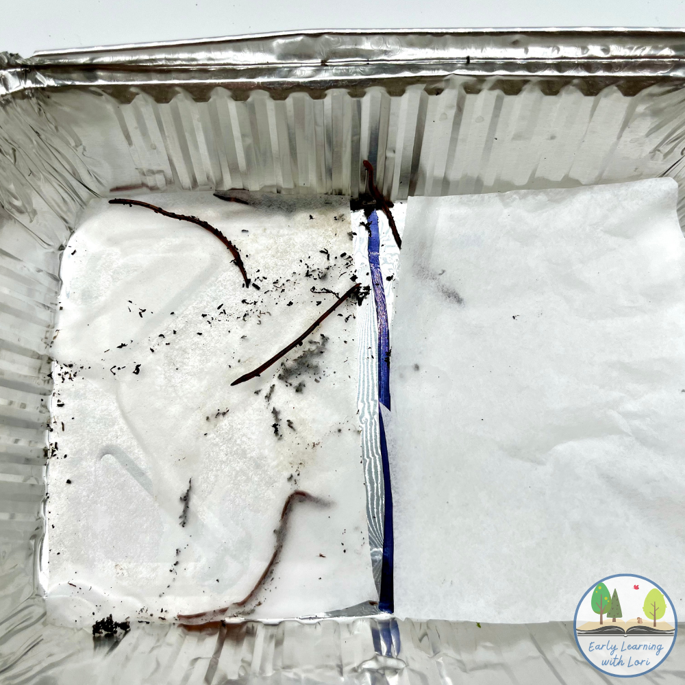 Exploring Worm Behavior: Hands-On Science for Kids