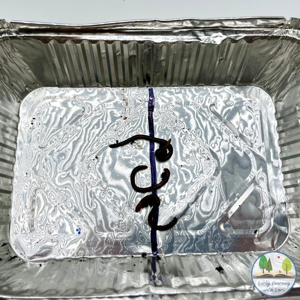 Exploring Worm Behavior: Hands-On Science for Kids